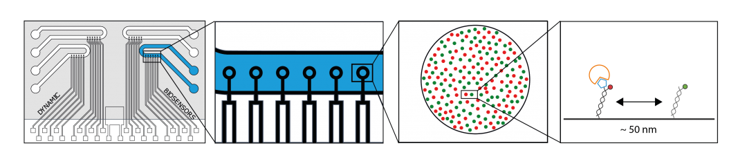Biochips - Dynamic Biosensors