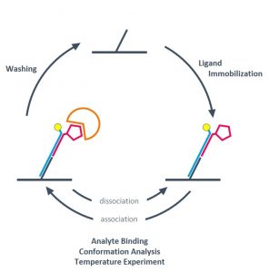 heliX | Dynamic Biosensors