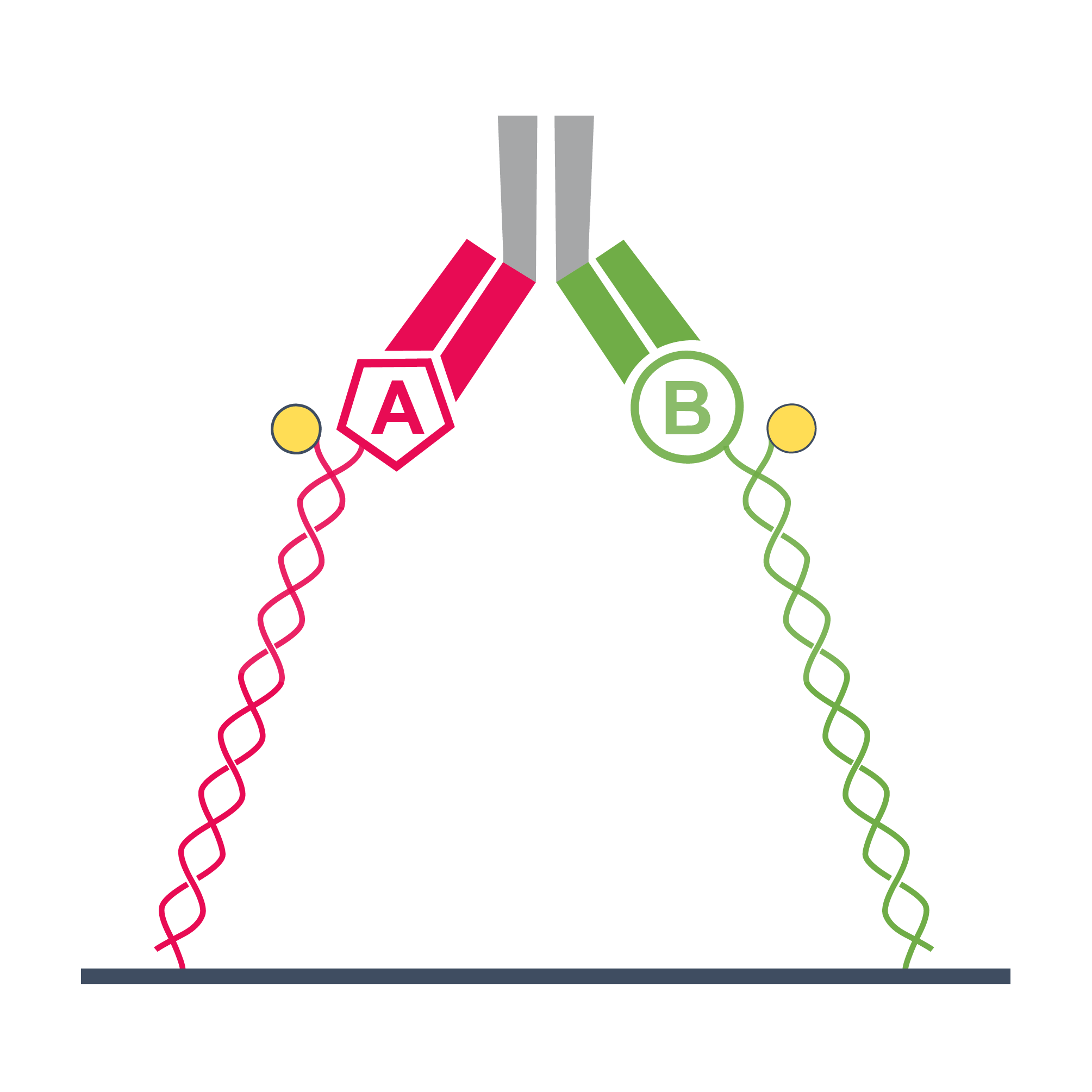 Biophysical characterization of bispecific antibodies developed for ...