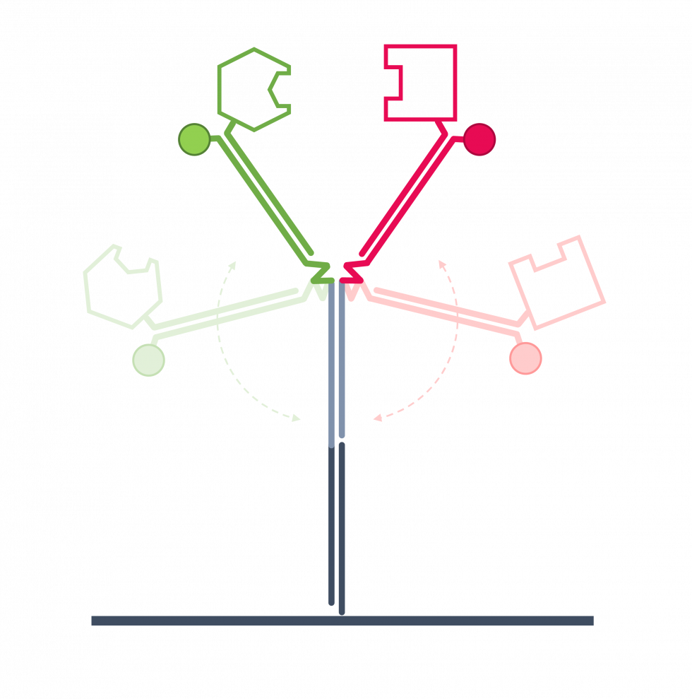 DNA Y-structure: Analysis of ternary complex formation - Dynamic Biosensors
