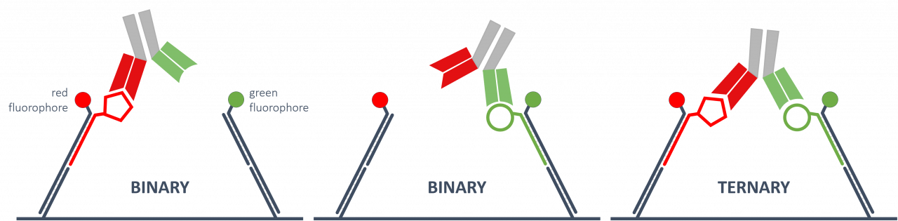 switchSENSE - Dynamic Biosensors