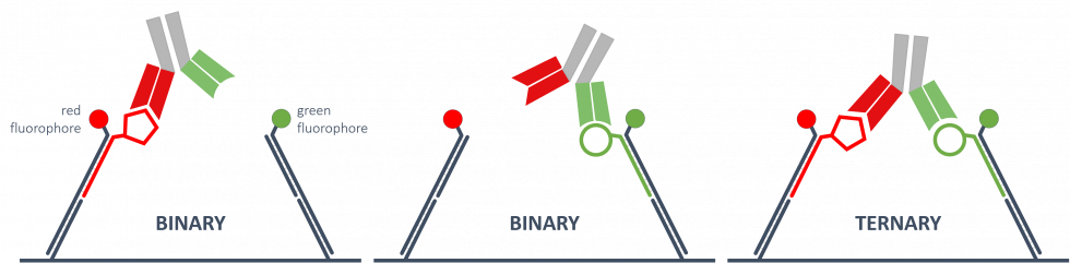 switchSENSE - Dynamic Biosensors