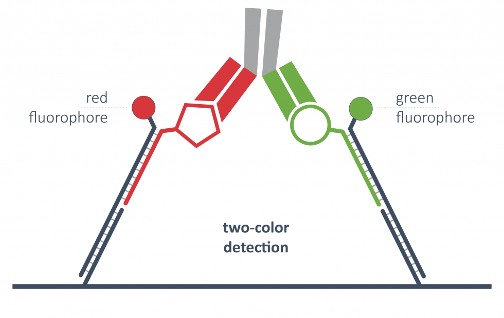switchSENSE® | Dynamic Biosensors